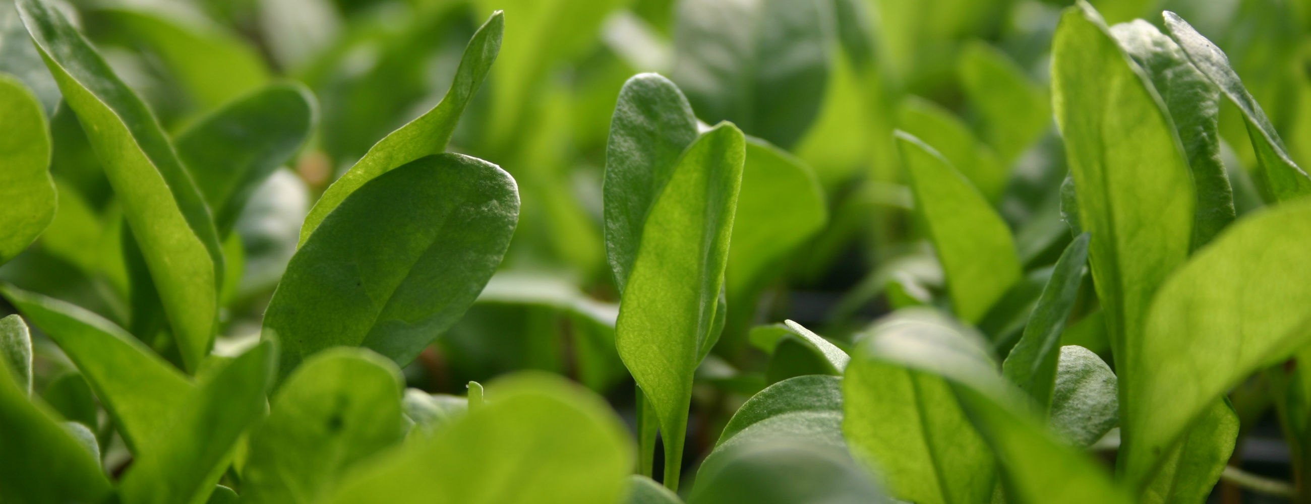 Biodynamic Certification | BDA Certification