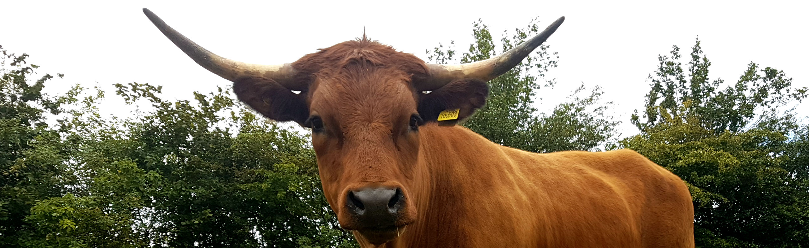 About us- Newsletters & Office info | BDA Certification